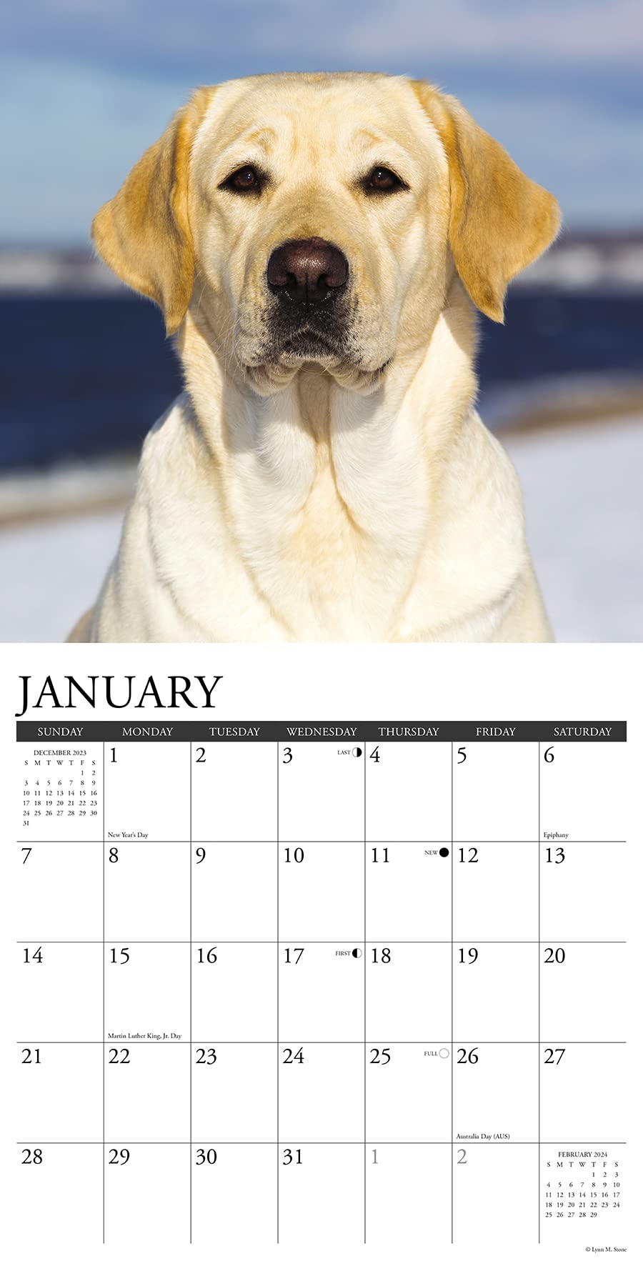 Willow Creek Press Yellow Labs Monthly 2024 Wall Calendar (12" x 12")