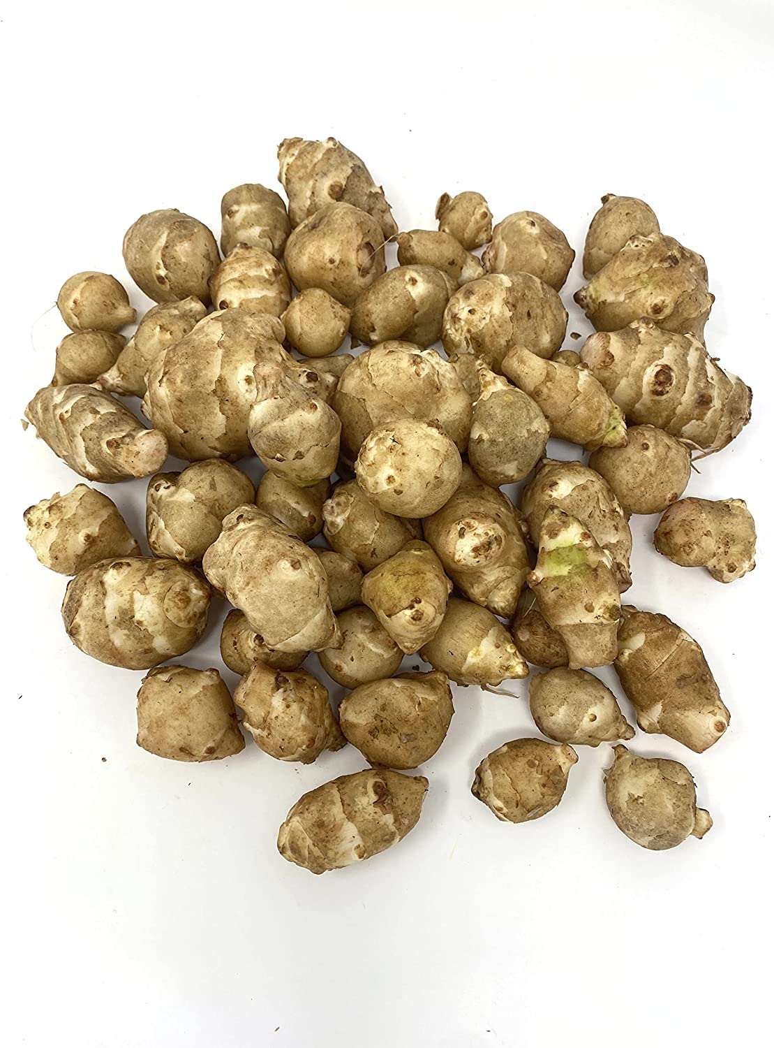 Sunchokes by Greenhouse PCA | 6 Live Jerusalem Artichoke Tubers | Fresh Sunchoke Bulbs for Eating or Planting