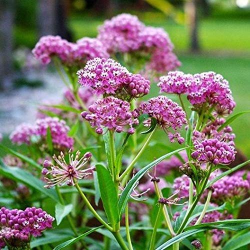 Swamp Milkweed Plant Live Pink Rose Milkweed Asclepias Incarnata Starter Plant Butterfly