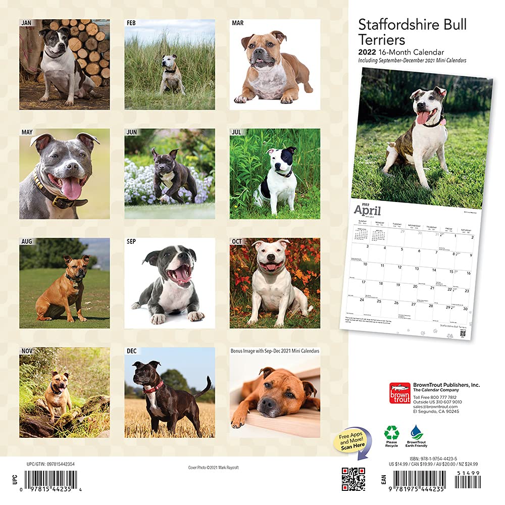 Staffordshire Bull Terriers 2022 12 x 12 Inch Monthly Square Wall Calendar, Animals Dog Breeds DogDays