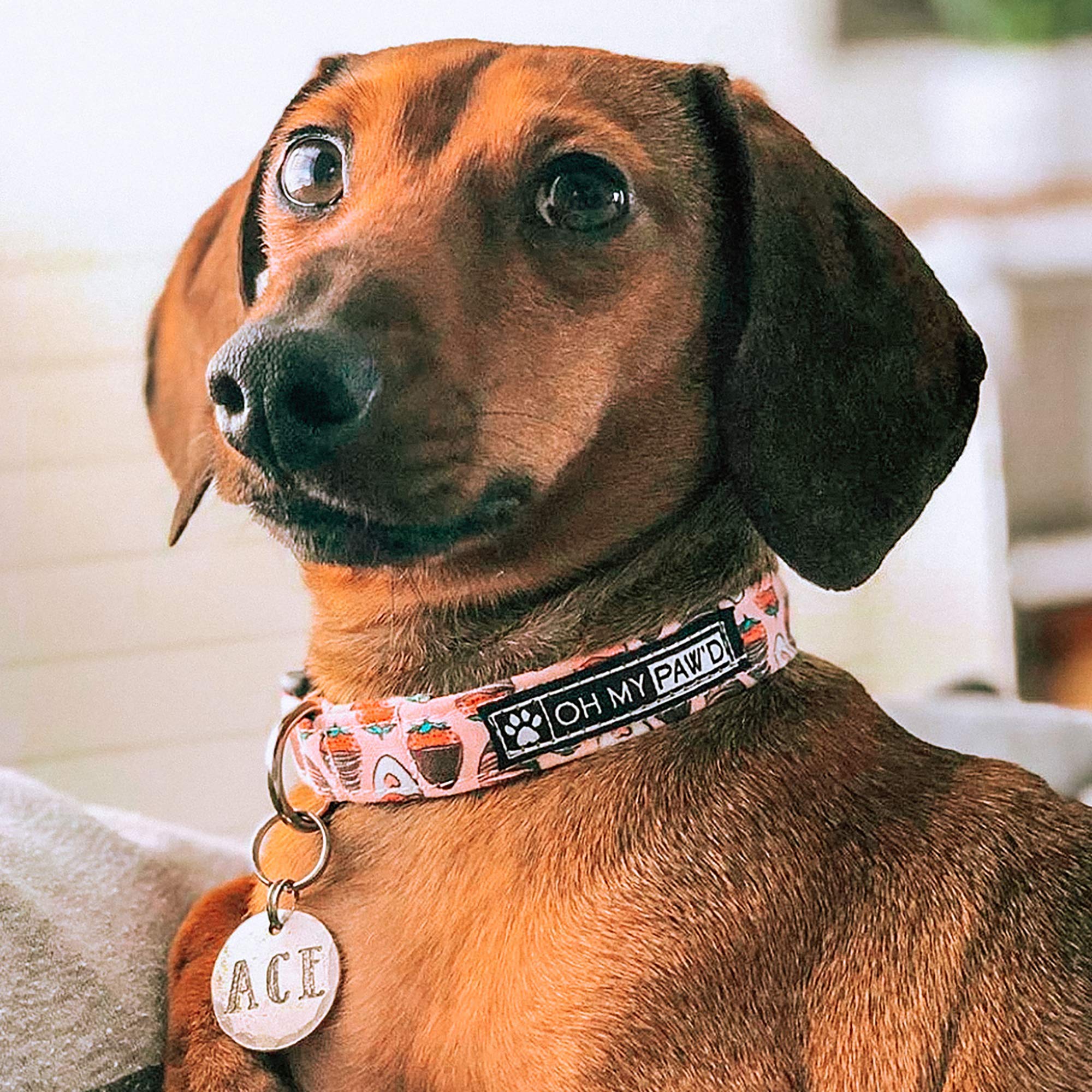 Skull & Roses Collar for Pets Size Extra Small 5/8 Inch Wide and 9-12 Inches Long - Hand Made Dog Collar by Oh My Paw'd