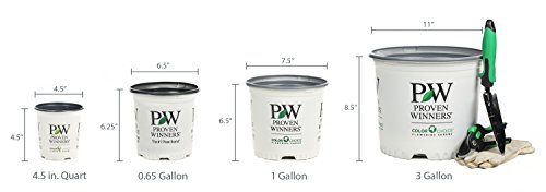 Proven Winners HEUPWP2146103 Cherry Truffles Live Plant, 0.65 Gallon