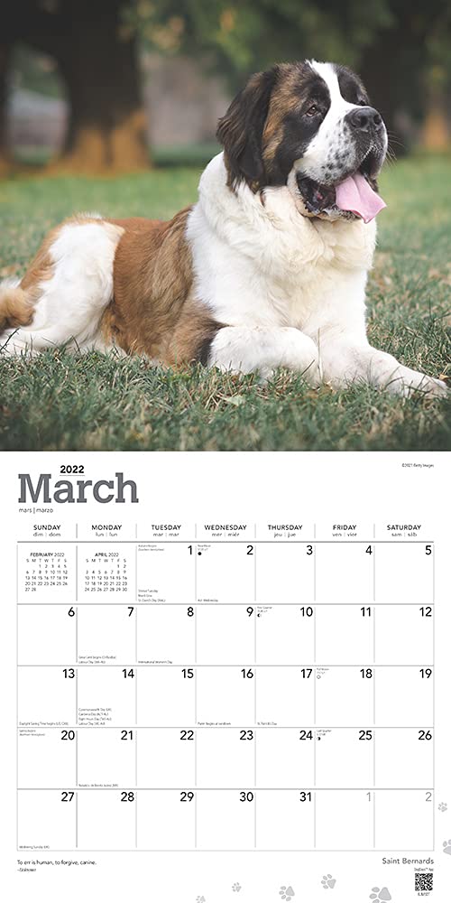 Saint Bernards 2022 12 x 12 Inch Monthly Square Wall Calendar, Animals Dog Breeds DogDays