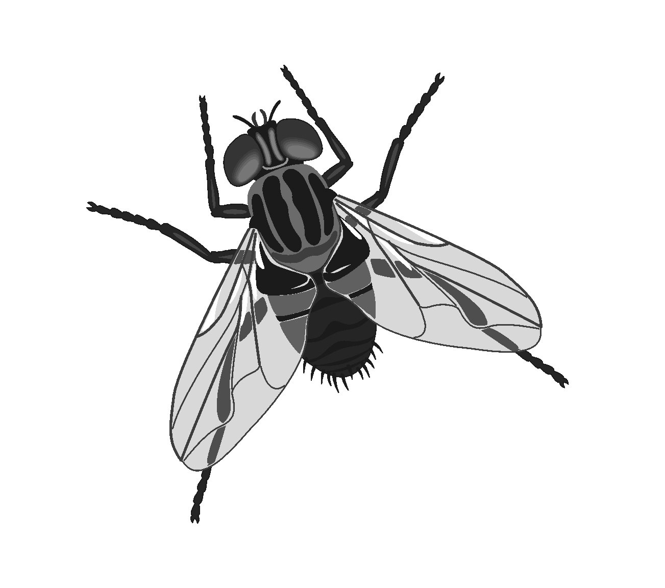 Urinal Fly Toilet Stickers, 12 Pack, The Original Fly, 80% Cleaner Bathrooms in Minutes!