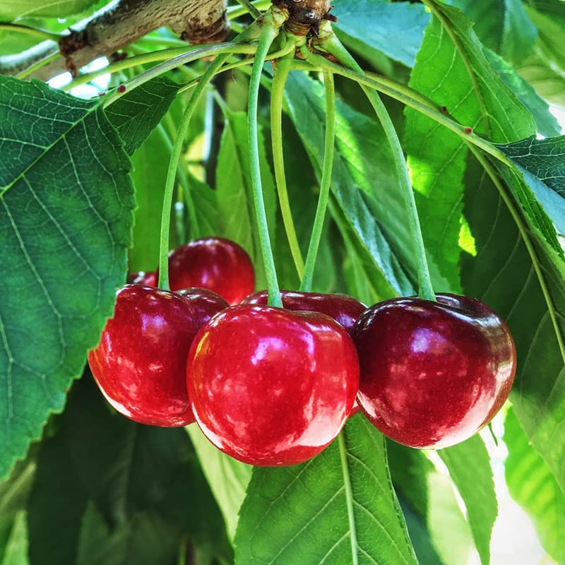 Sweet Cherry Tree Live Plant for Planting, Red Cherry Fruits Seedling 12 to 18 Inc Tall, No Ship to CA, HI