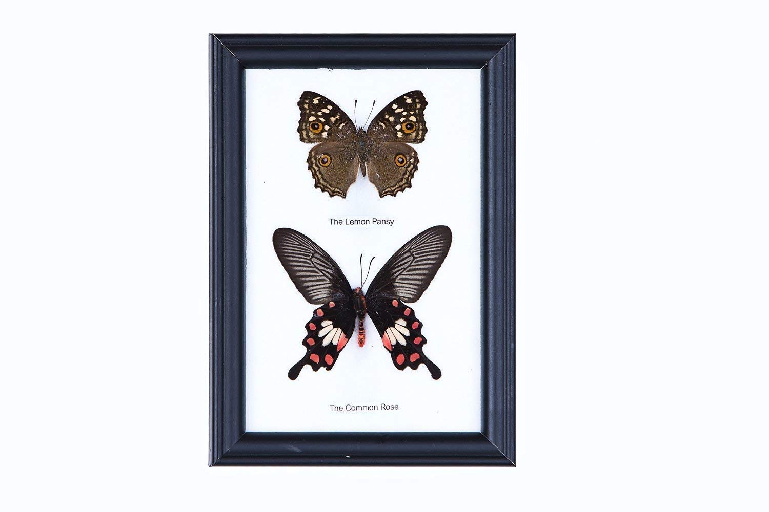 Two Real Framed Butterflies | Every Display Frame is Unique | Ethical Taxidermy Art | 7 x 5 in.