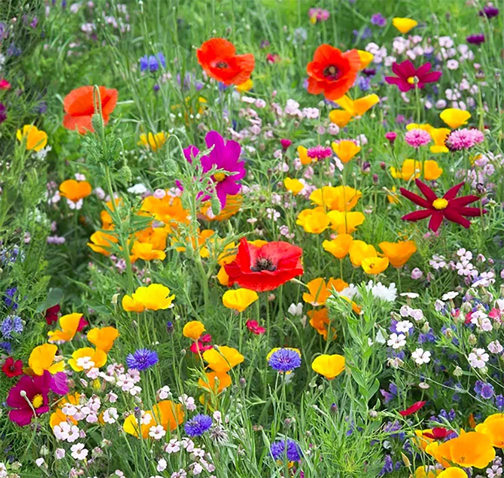 Short Premium Wildflowers - 14" or Shorter