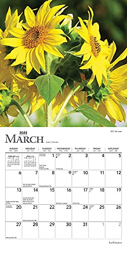 Sunflowers 2022 7 x 7 Inch Monthly Mini Wall Calendar, Flower Outdoor Plant