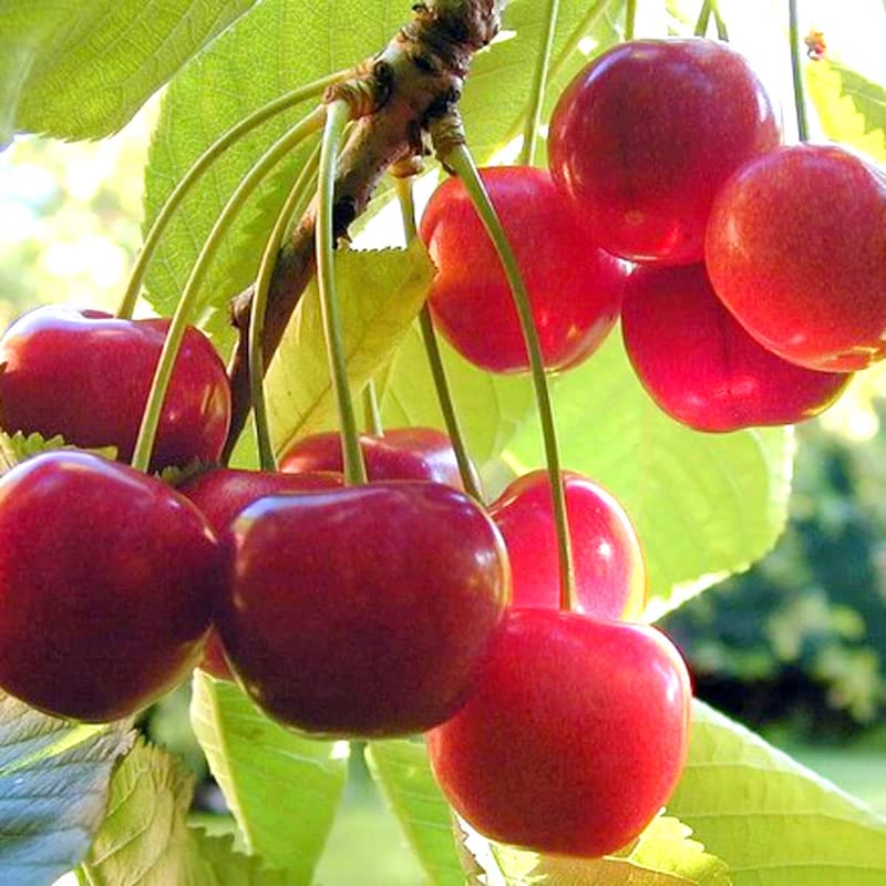 Sweet Cherry Tree Live Plant for Planting, Red Cherry Fruits Seedling 12 to 18 Inc Tall, No Ship to CA, HI