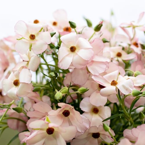Stargazer Barn- Ariadne Grande Bouquet 15 Stem Butterfly Ranunculus mothes Day, womens day, birthday, anniversary