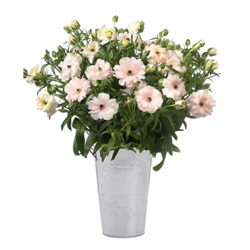 Stargazer Barn- Ariadne Grande Bouquet 15 Stem Butterfly Ranunculus mothes Day, womens day, birthday, anniversary