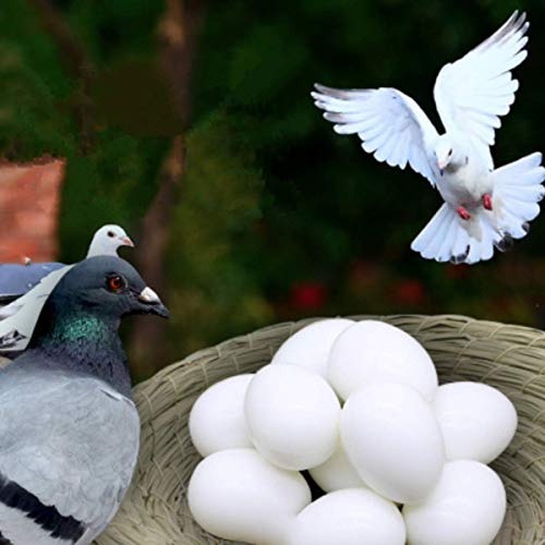 vctas Plastic Pigeon Eggs (Pack of 10) Solid Fake Pigeon Eggs Simulation Bird Eggs White Premium Dummy Eggs for Racing Pigeons & Hatching