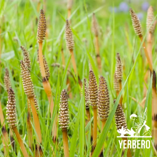 Yerbero - Premium Loose Horsetail Tea 2oz (58gr) | Cola De Caballo Te Herbal | Makes 30+ Cups | Shave Grass - Snake Grass | Stand Up Resealable Bag | Crafted By Nature100% All Natural.