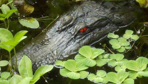 TJB-INC 22" Alligator Head Decoy & Pond Float with Reflective Eyes for Canada Geese & Blue Heron Control