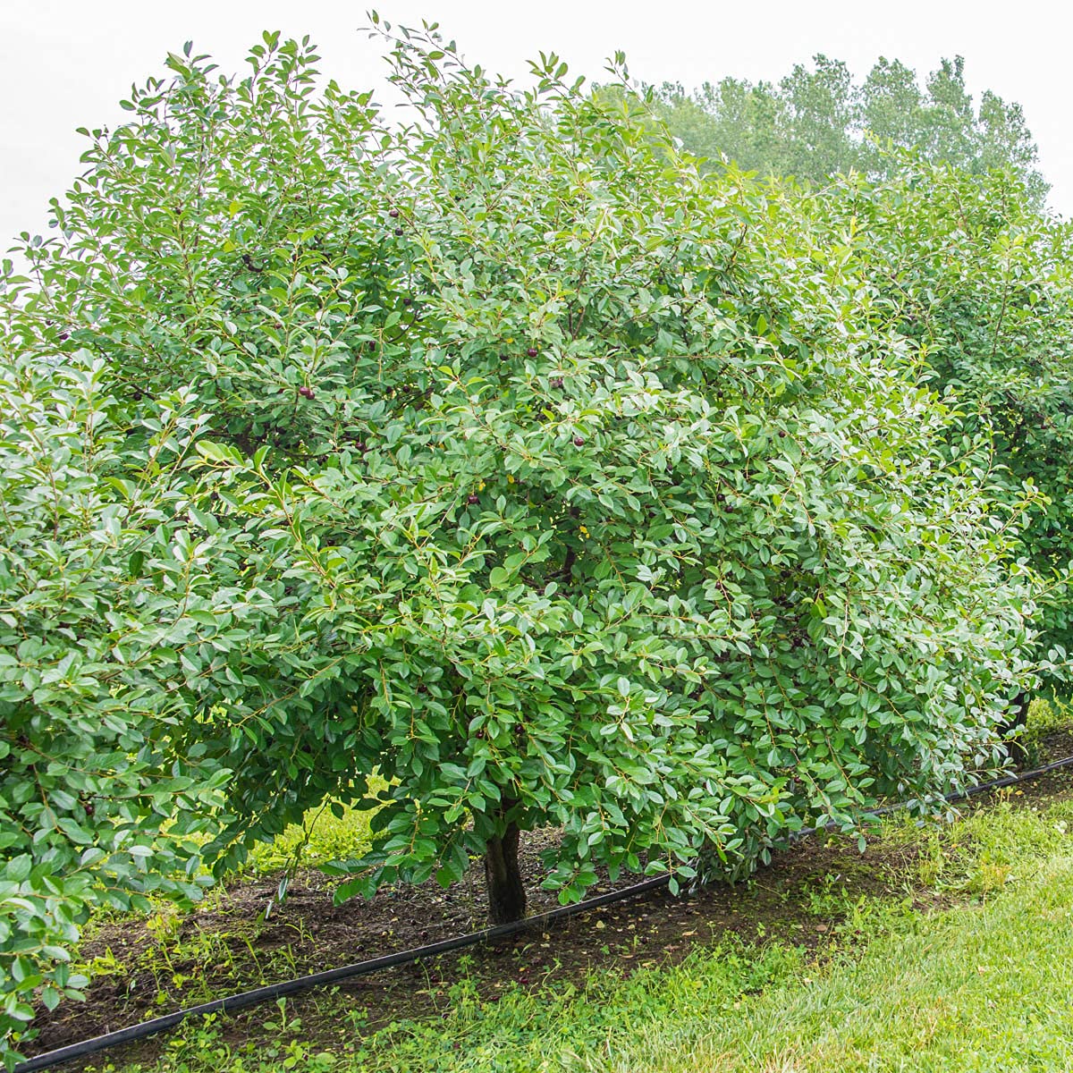 Romeo Cold Hardy Dwarf Bush Cherry Tree - Grown in a 4" pot - Due to regulations Can't Ship to CA, CO, ID, OR, or WA