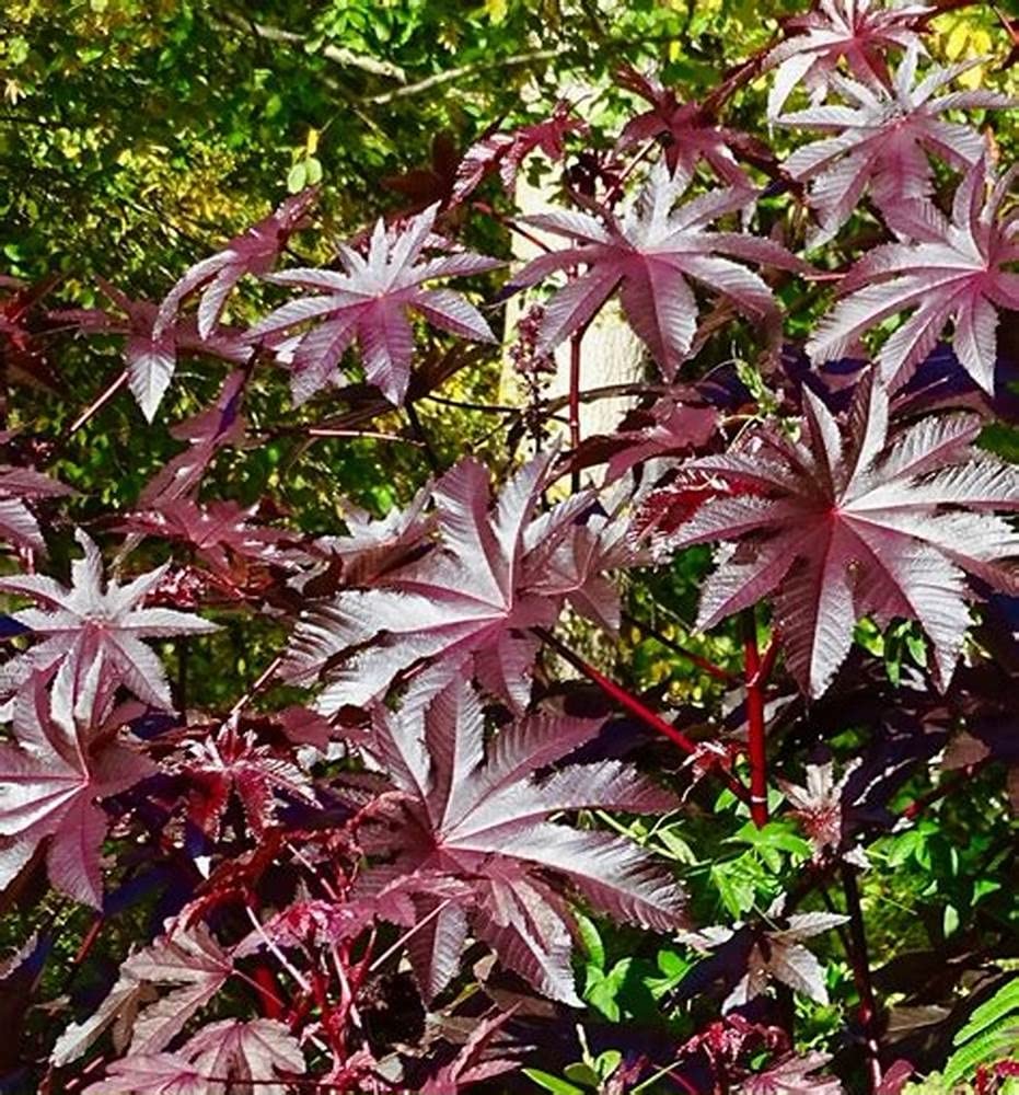 VictoryVentor 50+ Castor Purple Ricinus Seeds Castor Seed for Planting