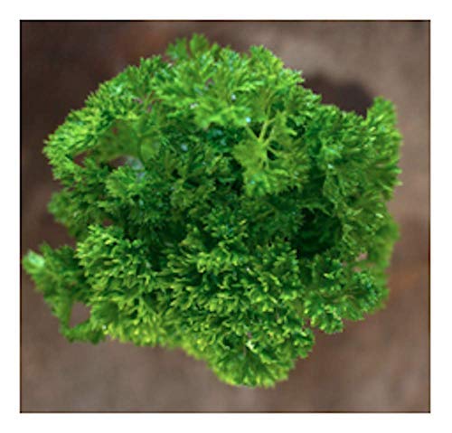 Triple Curled Parsley Seeds for Planting, 300+ Seeds Per Packet, (Isla's Garden Seeds), Non GMO & Heirloom Seeds, Botanical Name: Petroselinum crispum, Great Herb Garden Gift