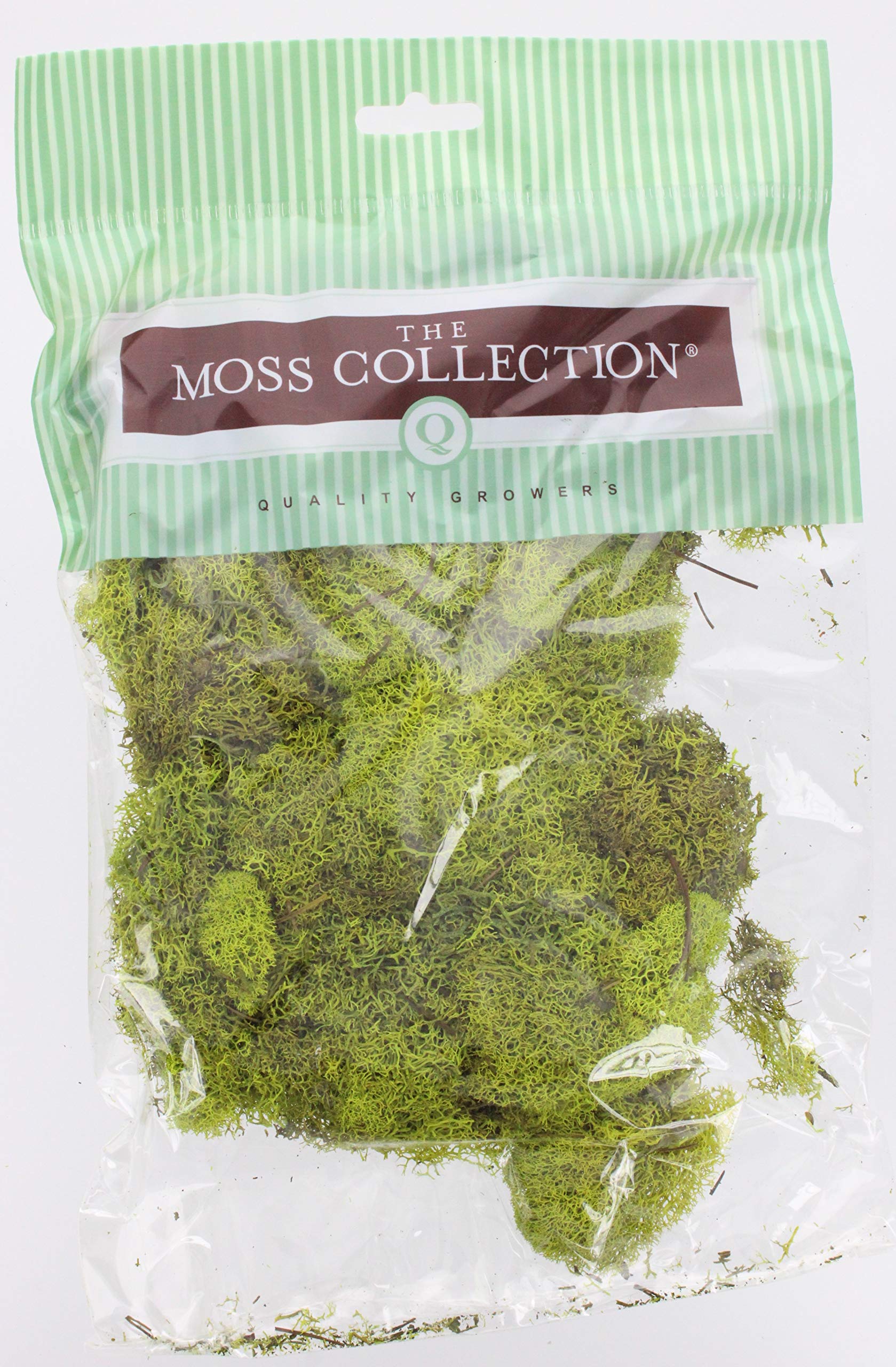 Reindeer Moss, 108.5 cu in in Chartreuse by Ashland