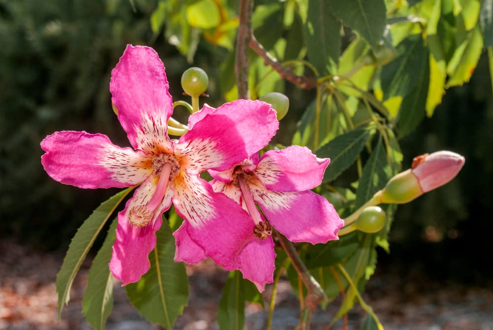 Silk-floss Tree Seeds for Planting (10 Seeds) - Chorisia speciosa