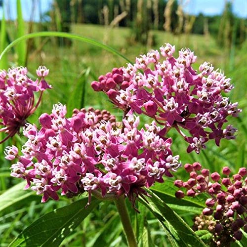 Swamp Milkweed Plant Live Pink Rose Milkweed Asclepias Incarnata Starter Plant Butterfly