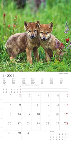 Wolves 2024 Brochure Calendar 30 x 30 cm (30 x 60 Open) Calendar with Space for Notes Wolves Picture Calendar Wall Planner Alpha Edition