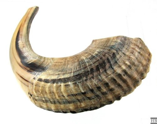Shofar Ram's Horn Shofar Medium size 39-42cm Natural White