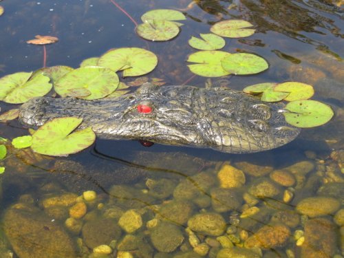 TJB-INC 22" Alligator Head Decoy & Pond Float with Reflective Eyes for Canada Geese & Blue Heron Control