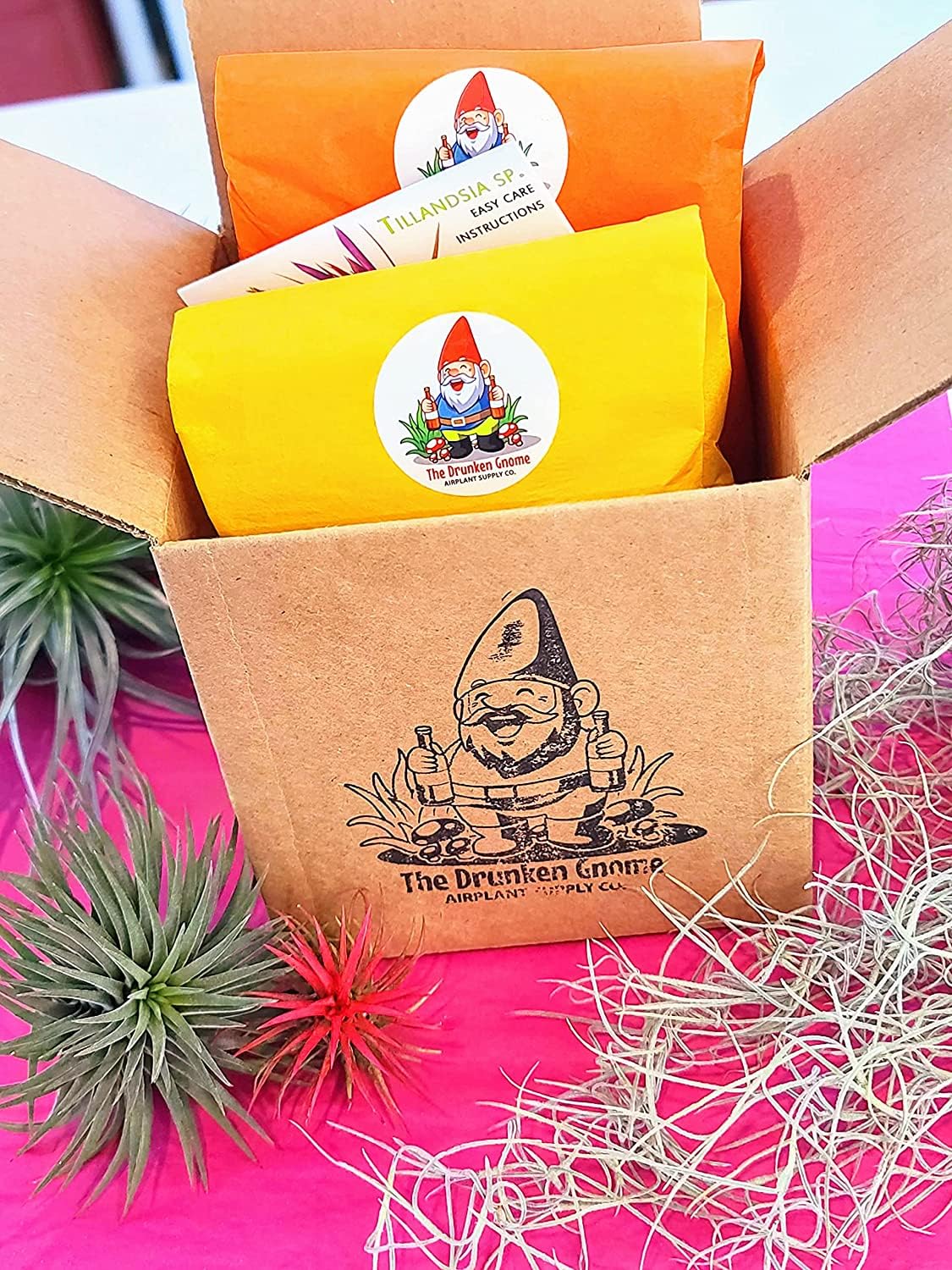 The Drunken Gnome Miniature Fall Gnome Tillandsia Air Plant Display Stand with Air Plant Airplants Included