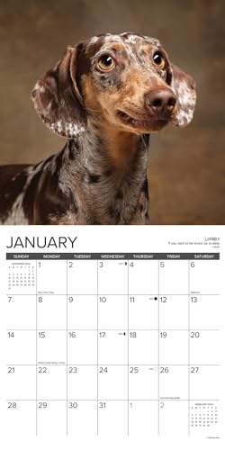 Willow Creek Press Dachshund Rules Monthly 2024 Wall Calendar (12" x 12")