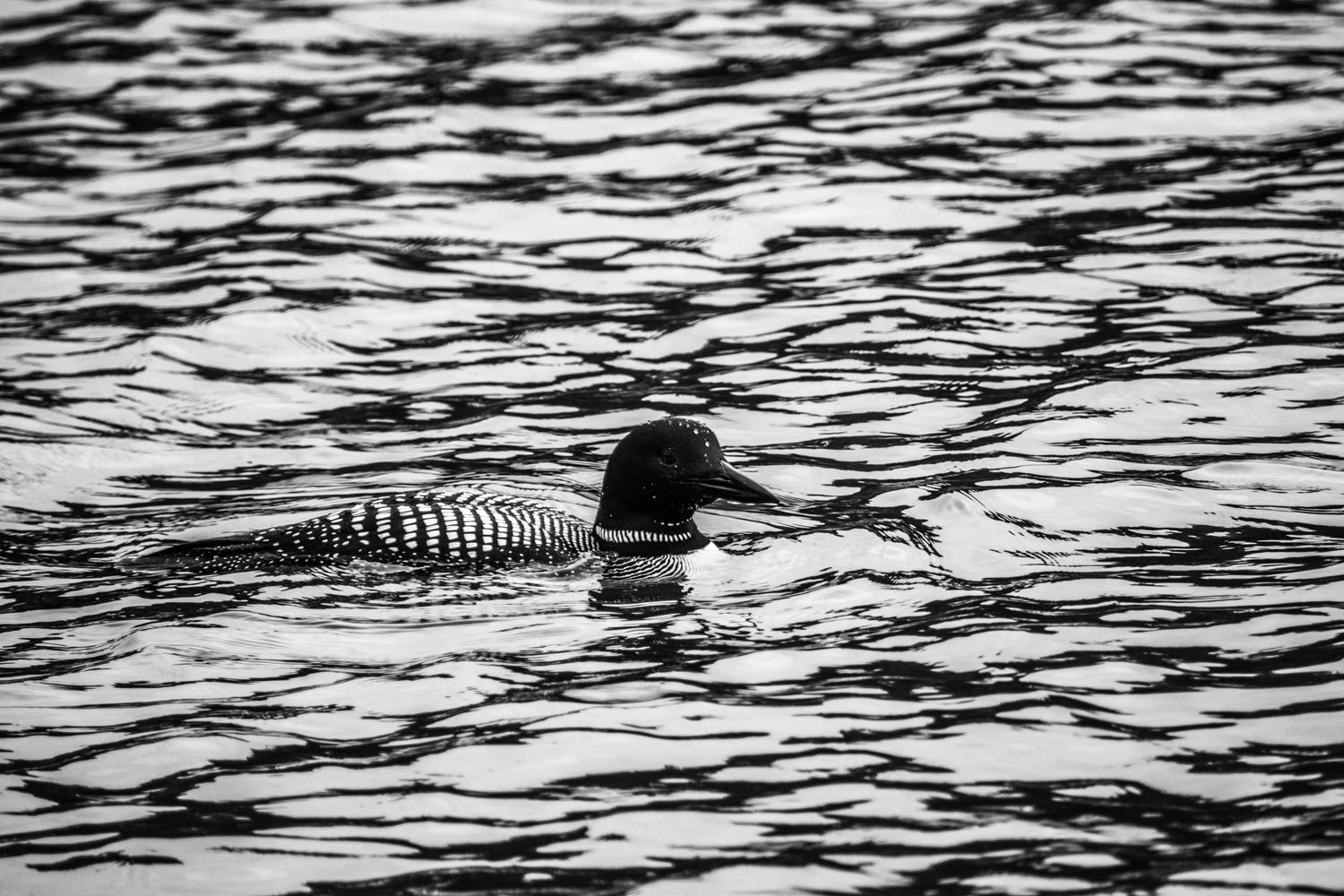 Swimming Loon on Water Bird Photography Unframed Black and White Print Nature Photo Silver Gray Wall Art Monochrome Home Decor