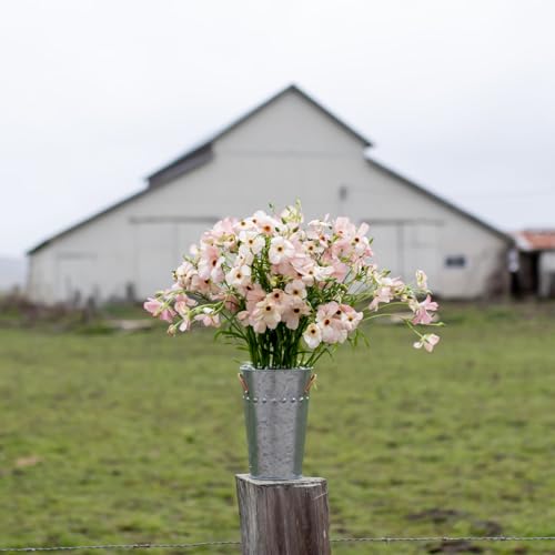 Stargazer Barn- Ariadne Grande Bouquet 15 Stem Butterfly Ranunculus mothes Day, womens day, birthday, anniversary