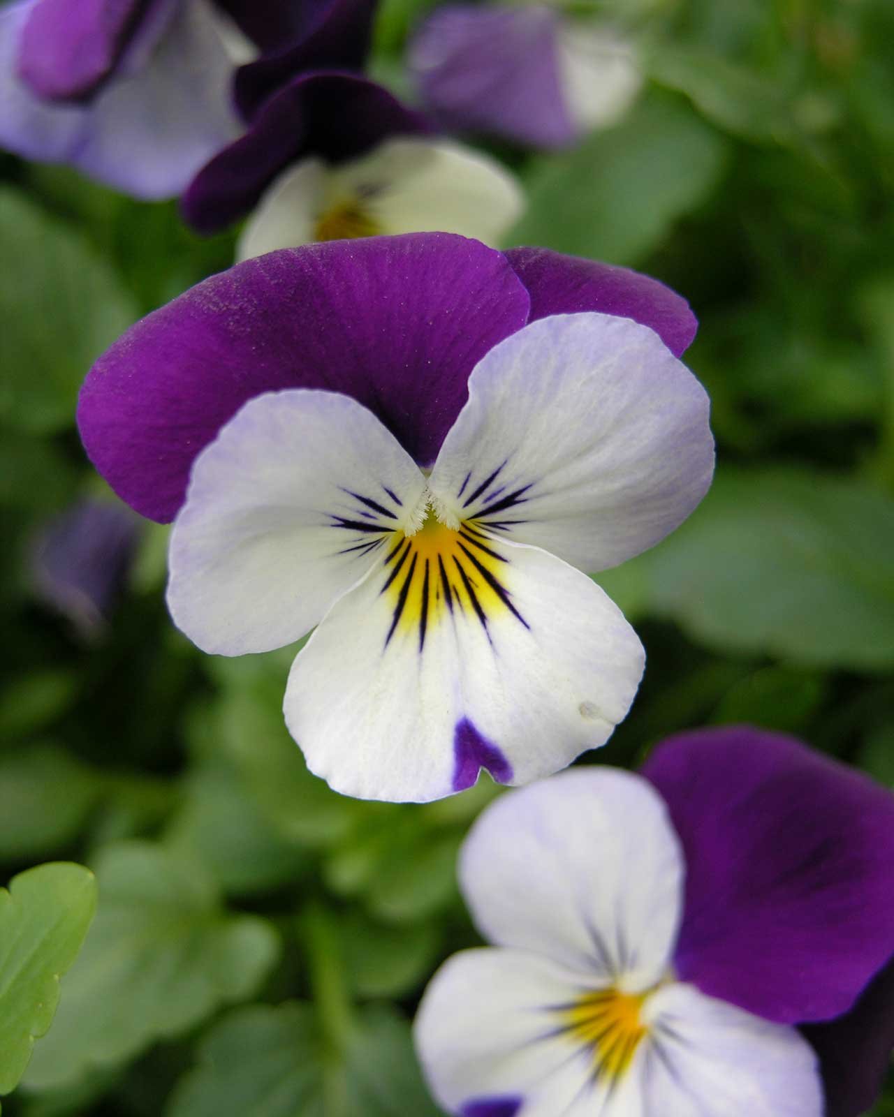 Viola Tricolor Helen Mount | Johnny Jump Up | Heartsease | 200_Seeds