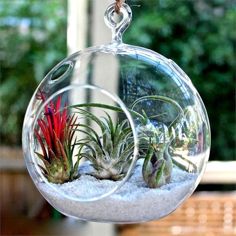 TABLECLOTHSFACTORY 4 pcs 8" Diameter Gigantic Globe Glass Terrarium/Decorative Clear Glass Globe