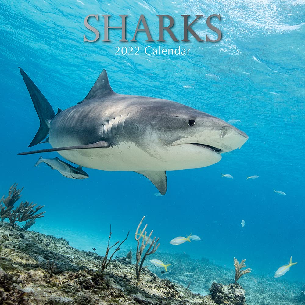 Sharks - Haie 2022-18-Monatskalender: Original BrownTrout-Kalender