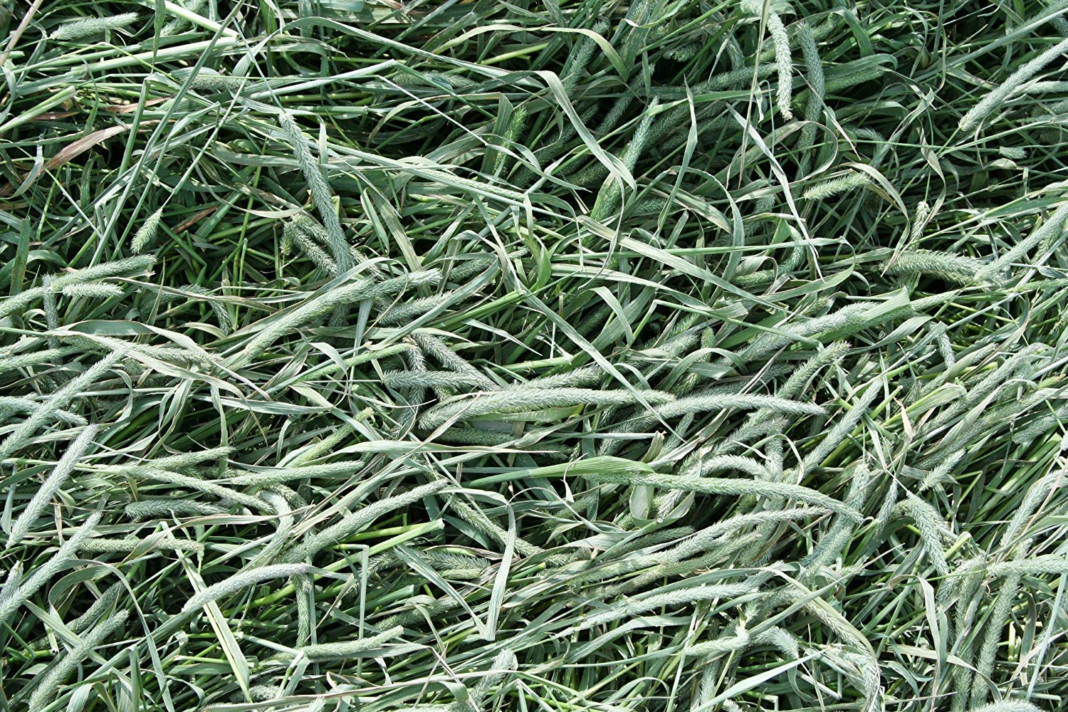 Standlee Premium Western Forage Timothy, 25lb Box