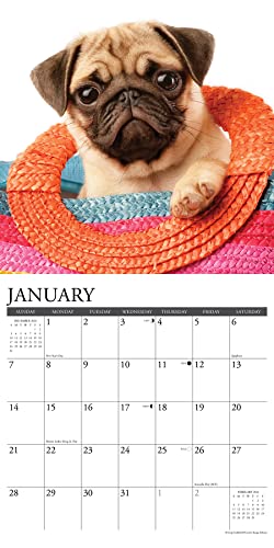 Willow Creek Press Pug Puppies Monthly 2024 Wall Calendar (12" x 12")