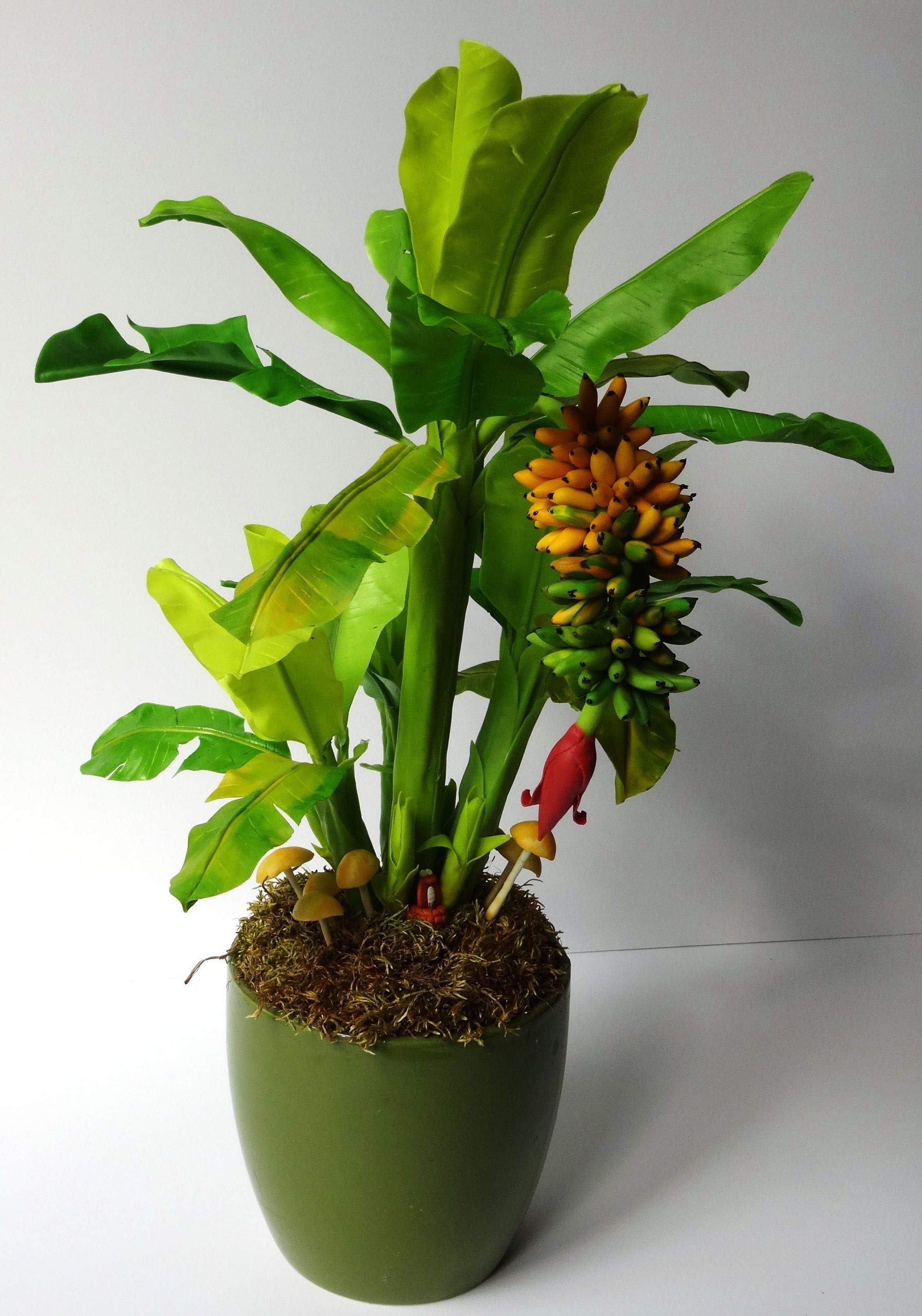 Seeds4planting - Seeds Ornamental Banana Exotic Tree Indoor Dwarf Perennial Flowers Non GMO