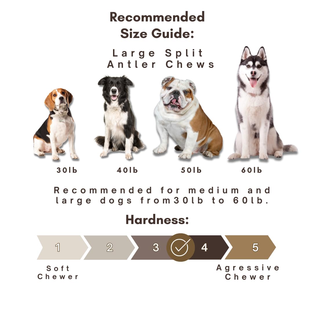 WhiteTail Naturals - Split Antlers for Large Dogs - (2 Pack- Large) - Naturally Shed, Long Lasting Dog Antler Horn - Tough Chew Bones for Aggressive Chewers
