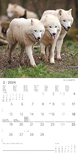 Wolves 2024 Brochure Calendar 30 x 30 cm (30 x 60 Open) Calendar with Space for Notes Wolves Picture Calendar Wall Planner Alpha Edition