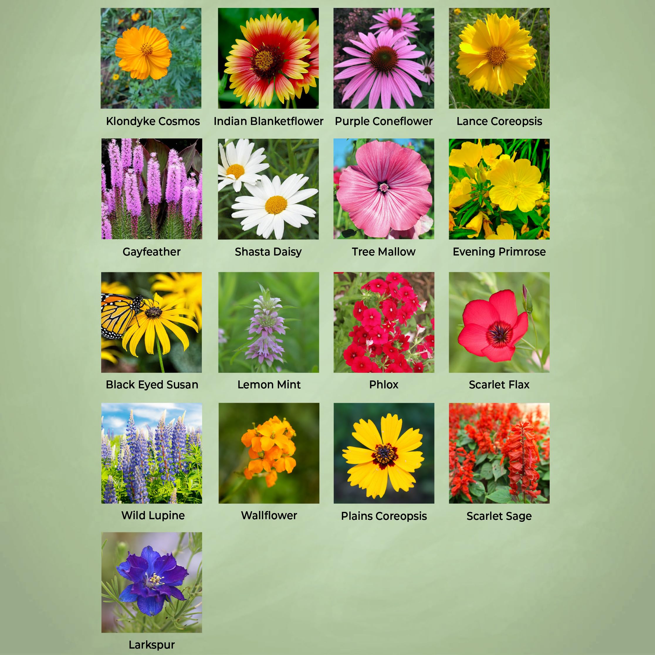 West Virginia Wildflower Seed Mix, Covers 325 Sq Ft, 18 flower varieties, Over 35,000 seeds, Created By Nature