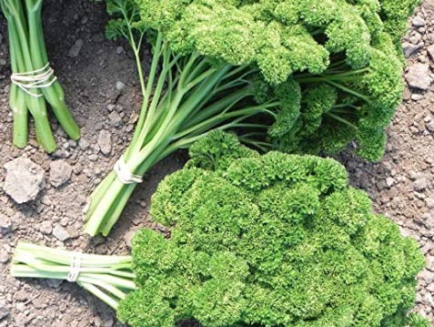 Triple Curled Parsley Seeds for Planting, 300+ Seeds Per Packet, (Isla's Garden Seeds), Non GMO & Heirloom Seeds, Botanical Name: Petroselinum crispum, Great Herb Garden Gift