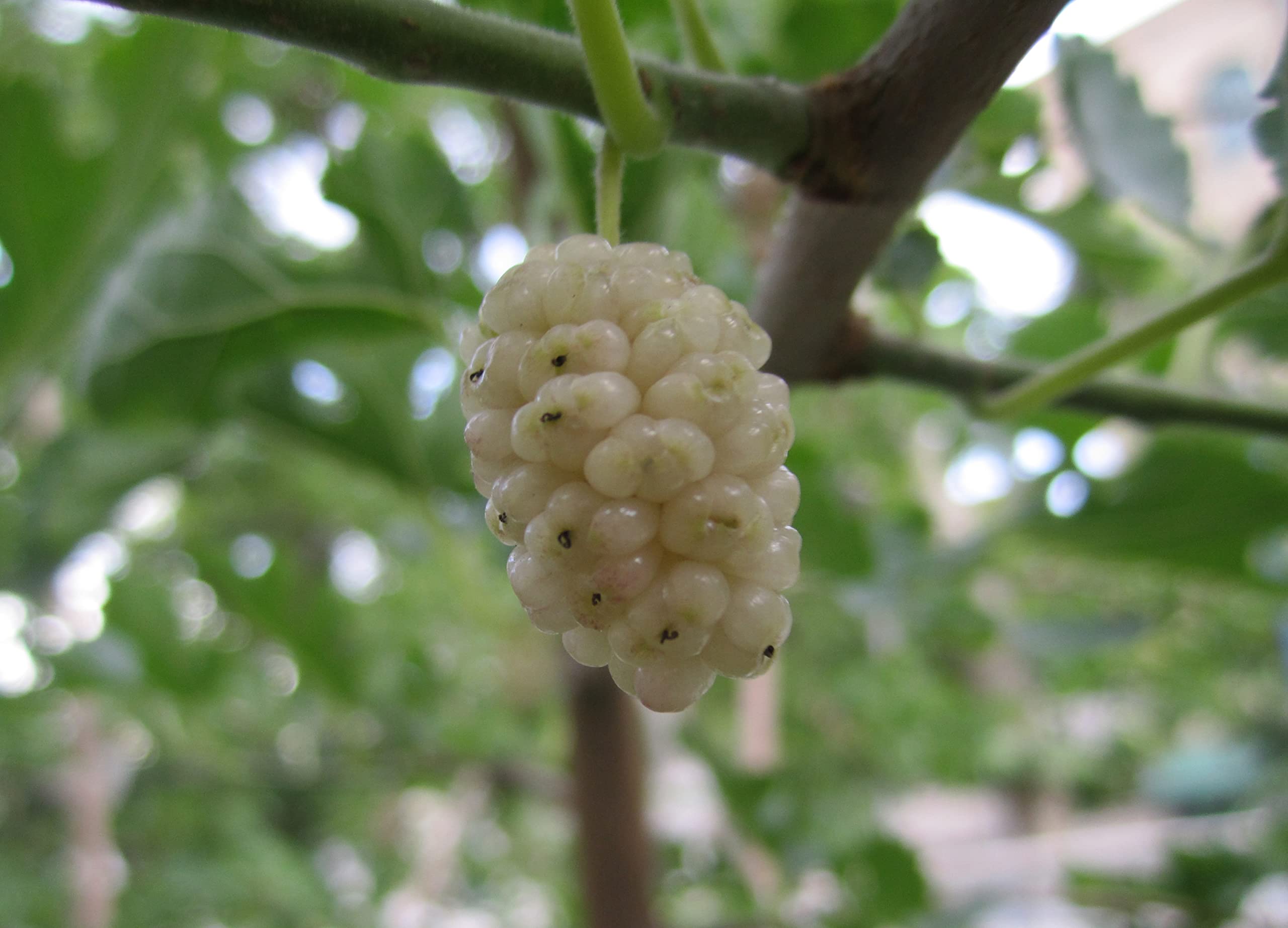 TriStar Plants - White Mulberry Tree - 1 Gallon Pot, 2'-4'ft tall - No Ship California, Full Sun, Morus Alba, Mulberry Fruit, Fruit Tree, Berries, Edible, Sassafras, Morea Arbol, Shade Tree