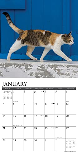 Willow Creek Press Calico Cats Monthly 2024 Wall Calendar (12" x 12")