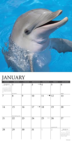Willow Creek Press Dolphins 2024 12" x 12" Wall Calendar