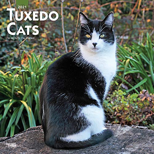 Tuxedo Cats 2021 Calendar