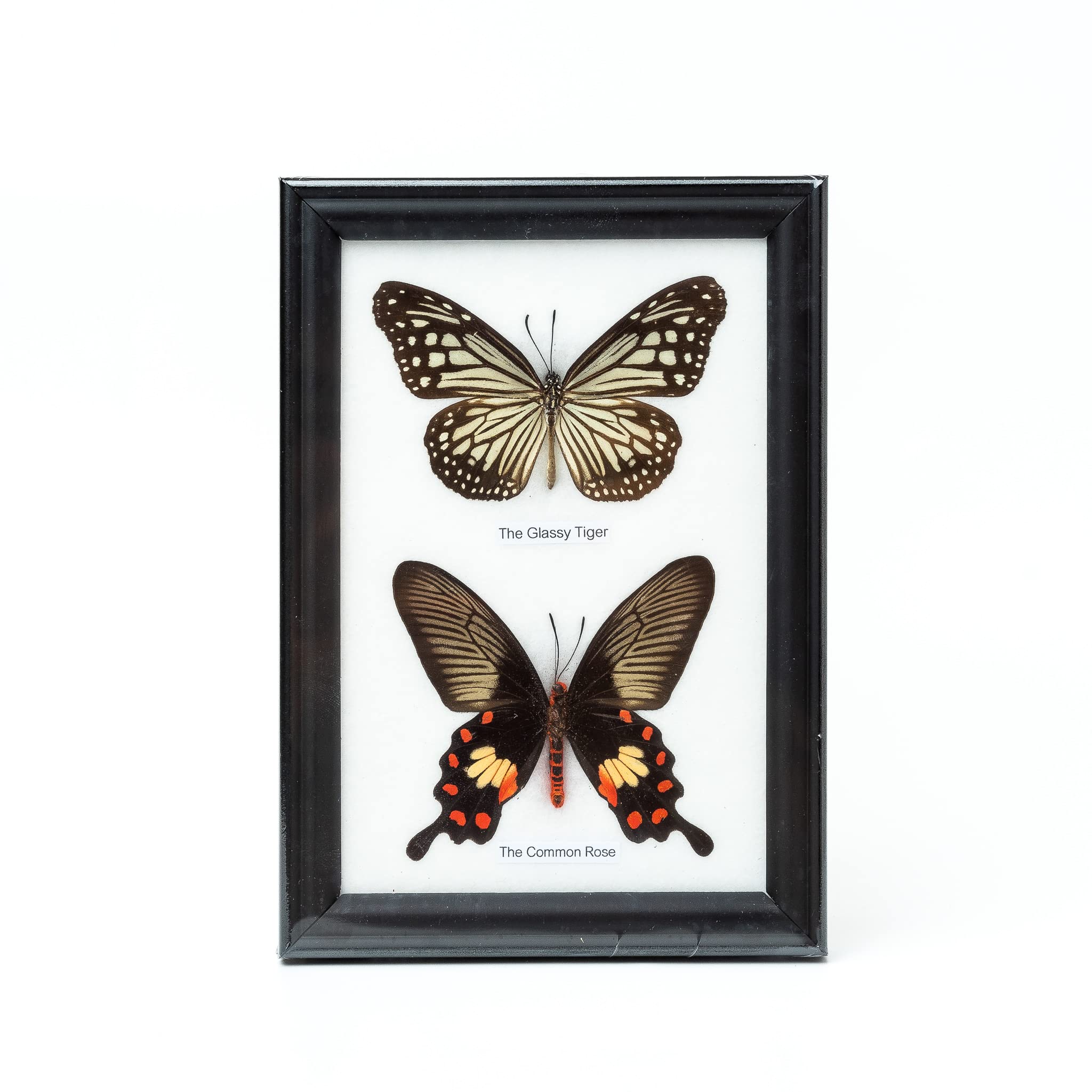 Two Real Framed Butterflies | Every Display Frame is Unique | Ethical Taxidermy Art | 7 x 5 in.