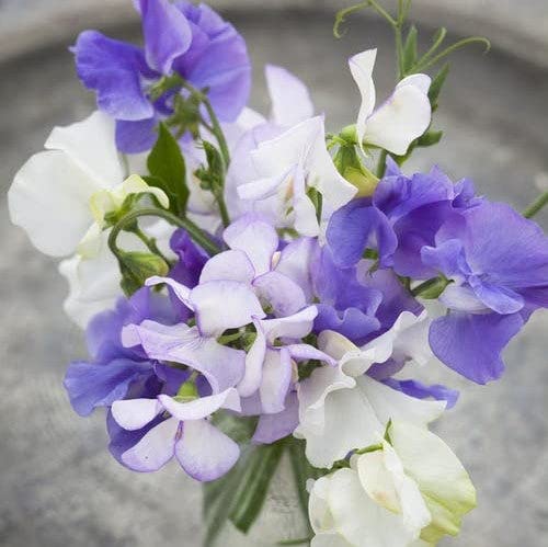 Sweet Pea Seeds - Spencer Mix - Packet - Pink/Purple/Red Flower Seeds, Open Pollinated Seed Attracts Bees, Attracts Butterflies, Attracts Pollinators, Easy to Grow & Maintain, Fragrant, Container