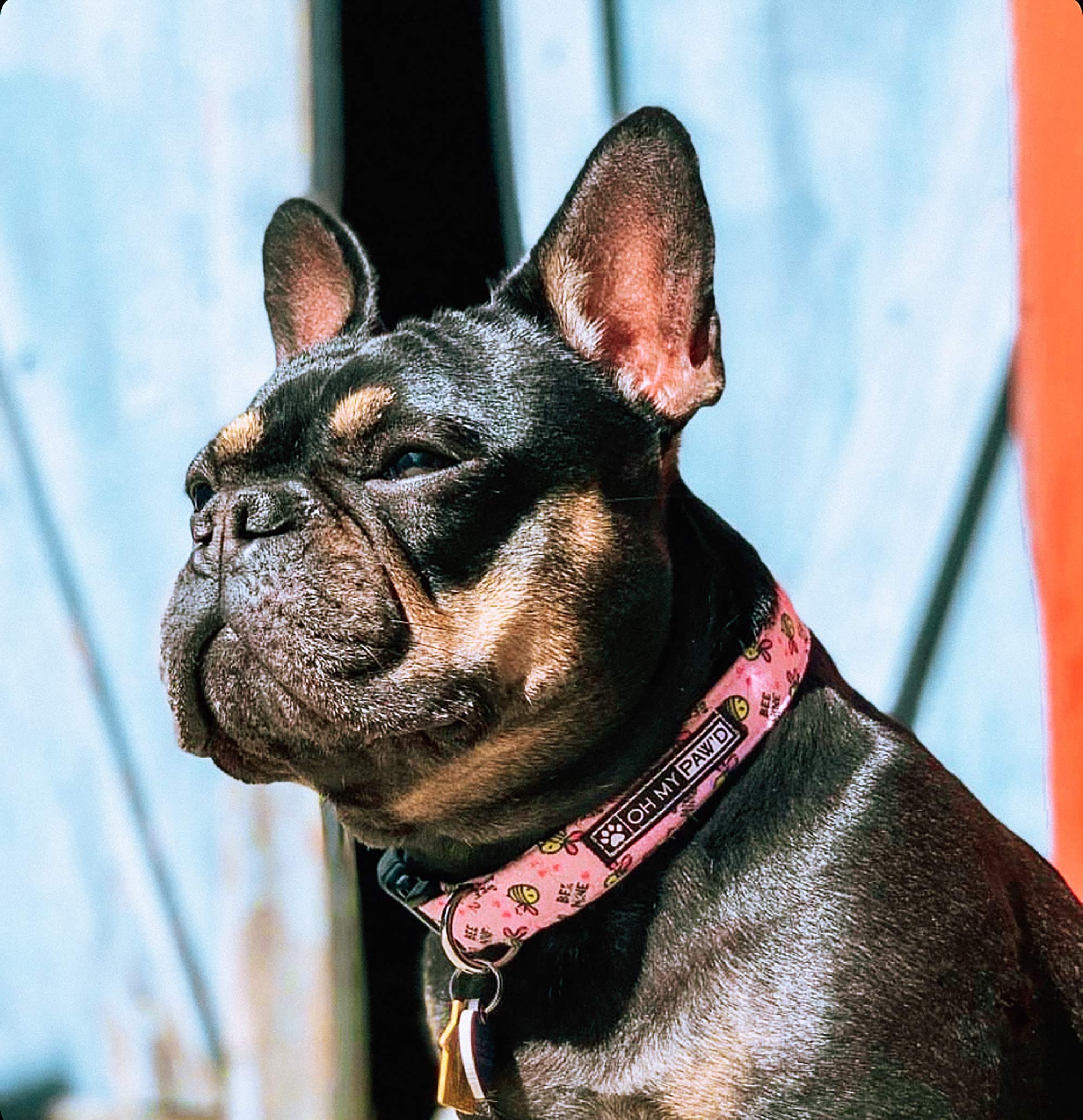 Skull & Roses Collar for Pets Size Extra Small 5/8 Inch Wide and 9-12 Inches Long - Hand Made Dog Collar by Oh My Paw'd
