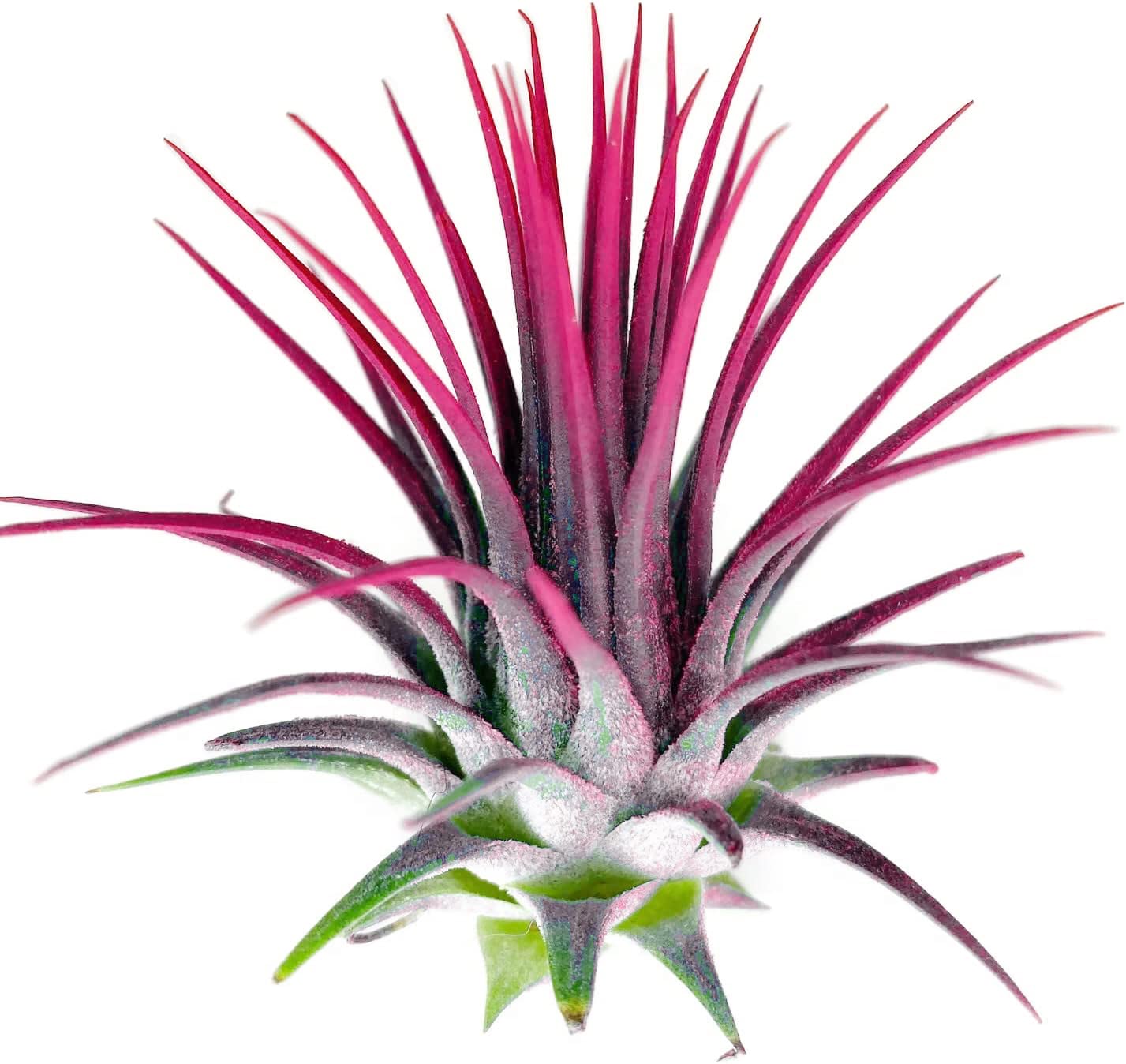Small Air Plants - Colored Ionantha Rubra -Ionantha Guatemala Tillandsia Air Plant, Guatemala Tillandsia Live Airplant (Pink)