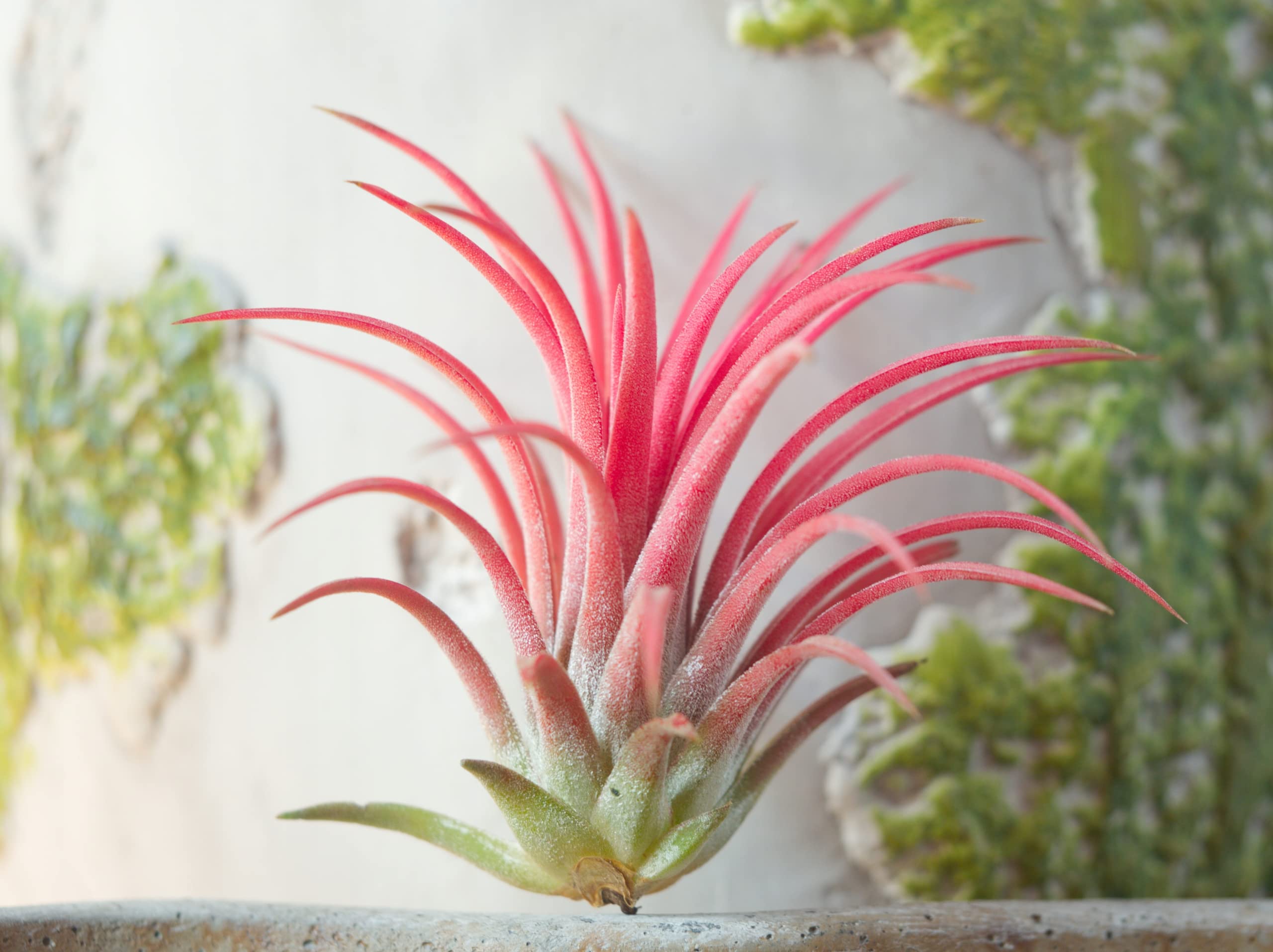Small Air Plants - Colored Ionantha Rubra -Ionantha Guatemala Tillandsia Air Plant, Guatemala Tillandsia Live Airplant (Pink)
